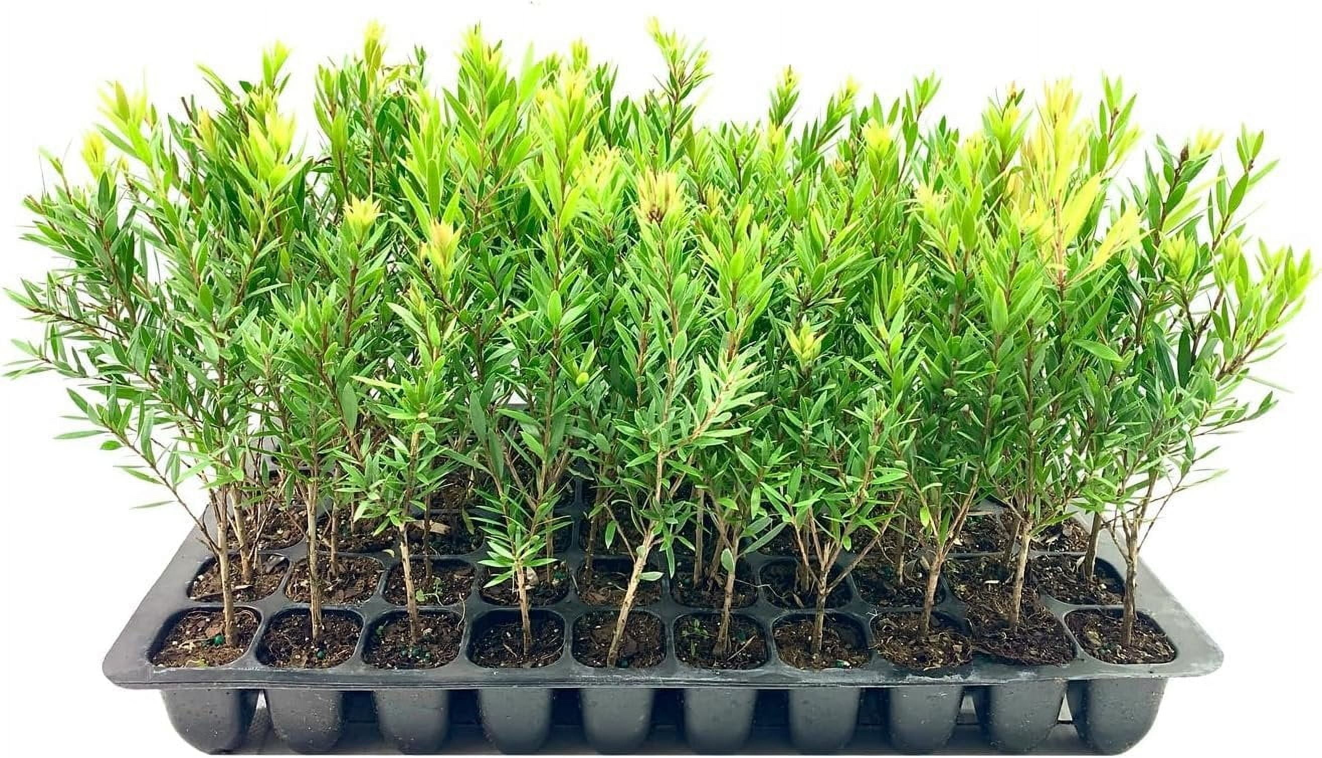 Bottlebrush Red Cluster Tree I 30 Live Plants I Callistemon Citrinus ...