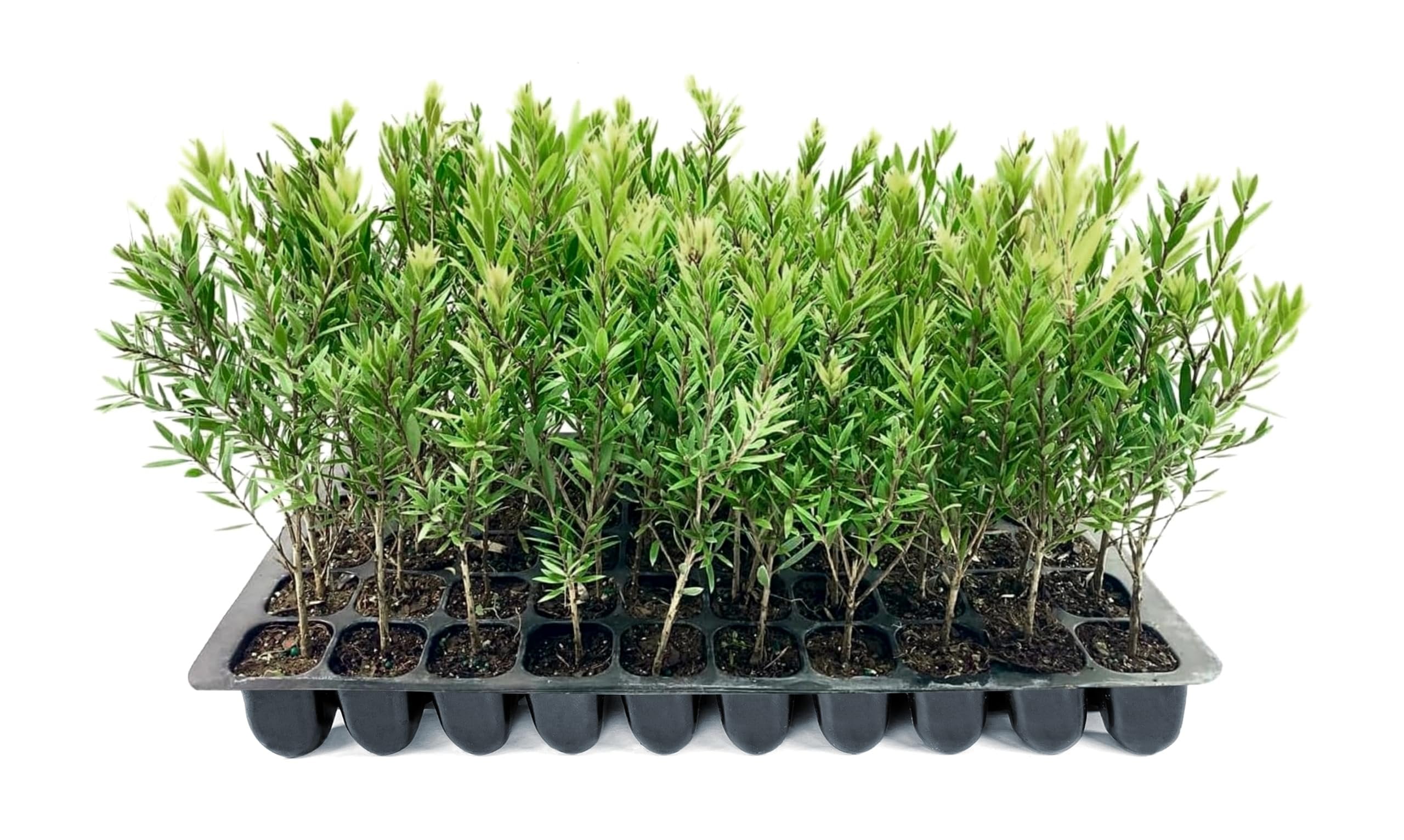 Bottlebrush Red Cluster Tree I 40 Live Plants I Callistemon Citrinus ...