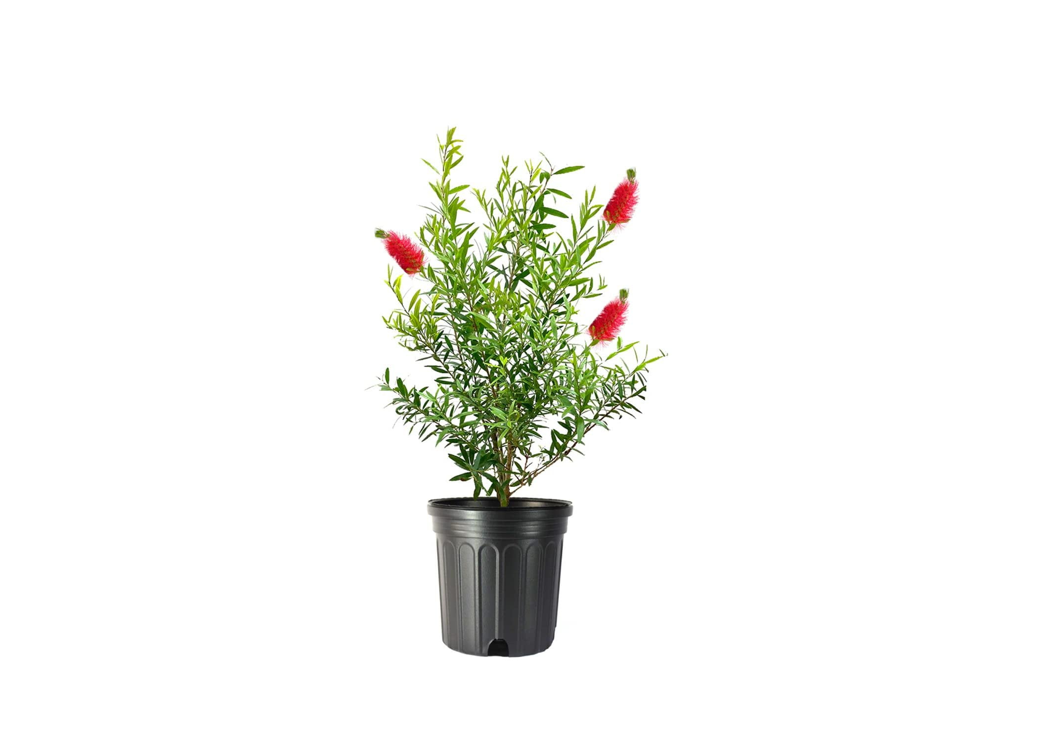 Bottlebrush Tree 2 Live Gallon Size Plants Callistemon Citrinus Red ...