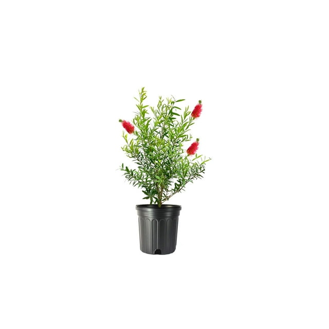 Bottlebrush Tree 2 Live Gallon Size Plants Callistemon Citrinus Red ...