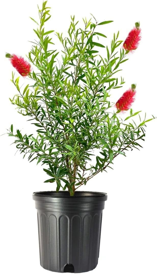Bottlebrush Tree Callistemon Citrinus - Red Cluster Evergreen Shrub for ...