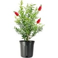 Bottlebrush Tree Callistemon Citrinus - Red Cluster Evergreen Shrub for ...