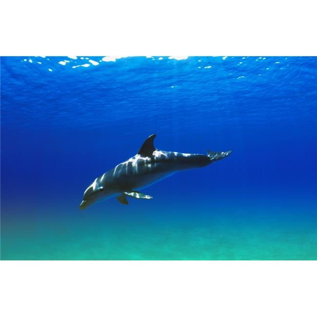 Bottlenose Dolphin Poster Print by Carson Ganci - 17 x 11 - Walmart.com