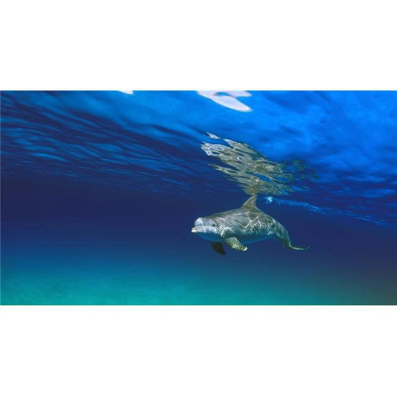 Bottlenose Dolphin Poster Print by Carson Ganci, 38 x 20 - Large ...