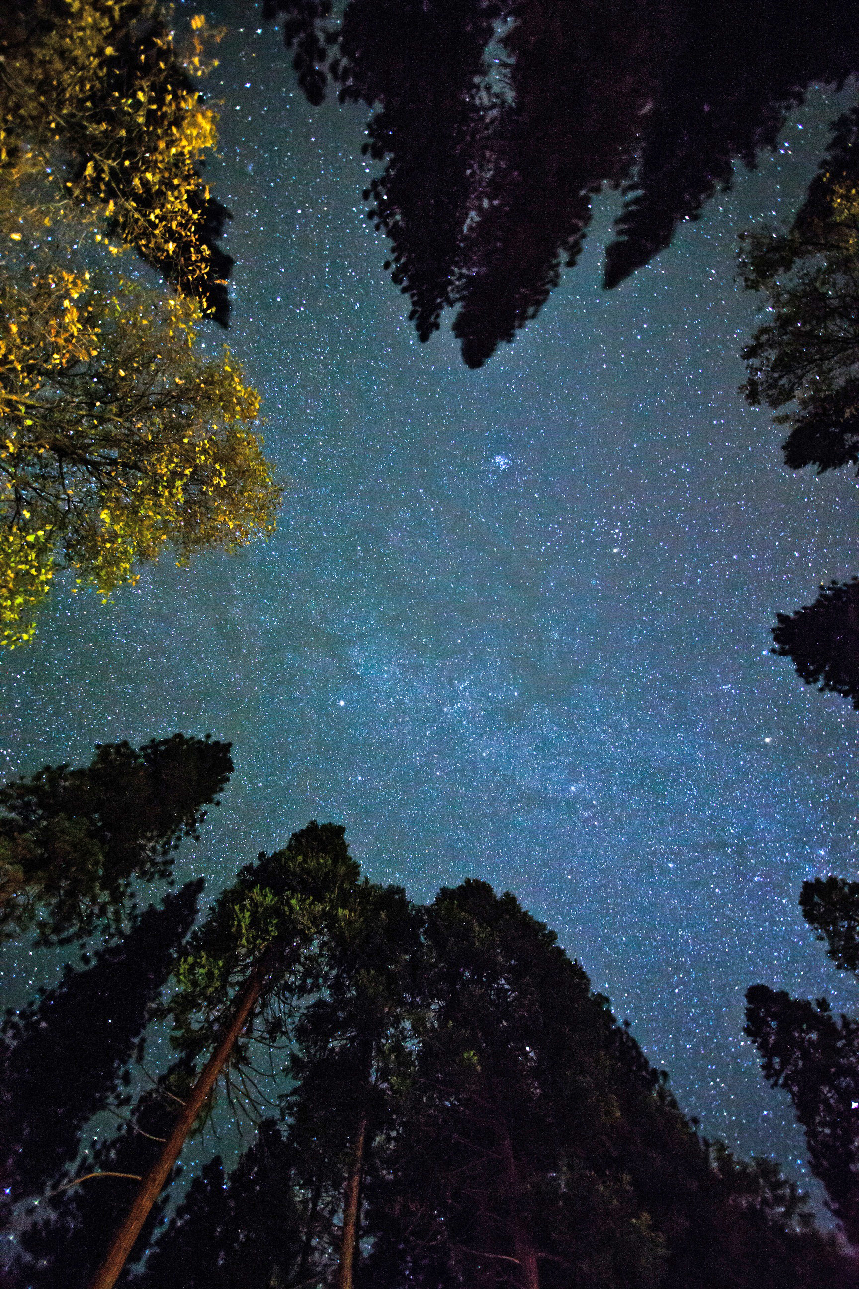 Bottom View Shot Of Trees Under Starry Sky 24"x36" Photographic Print ...
