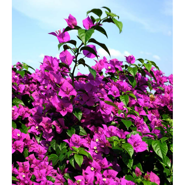 Bougainvillea Elizabeth Angus Live Plant, 4in Pot, 1 Count - Walmart.com