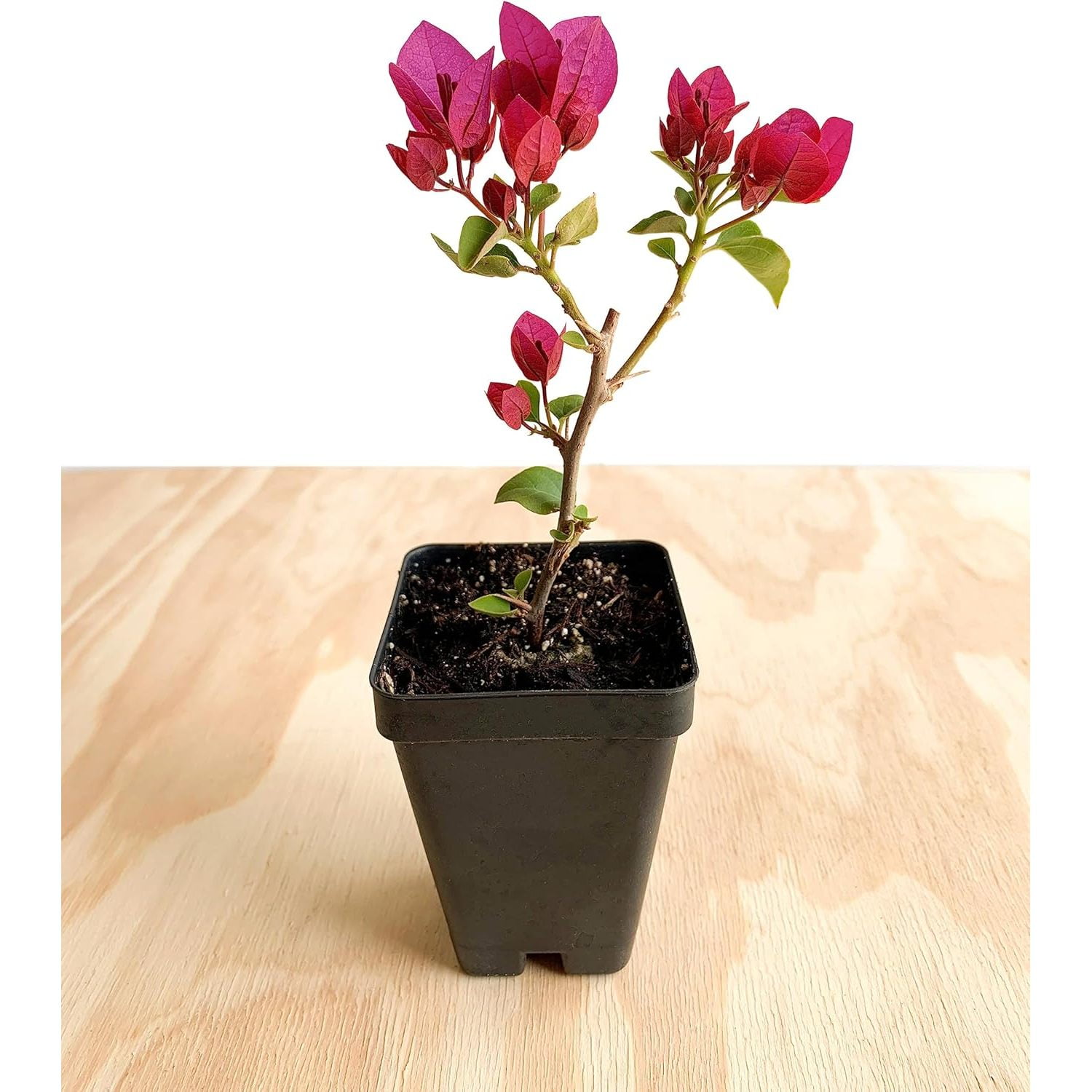 Bougainvillea Plant - Live Magenta-Red 'Barbara Karst' - 2.5 inch Pot ...