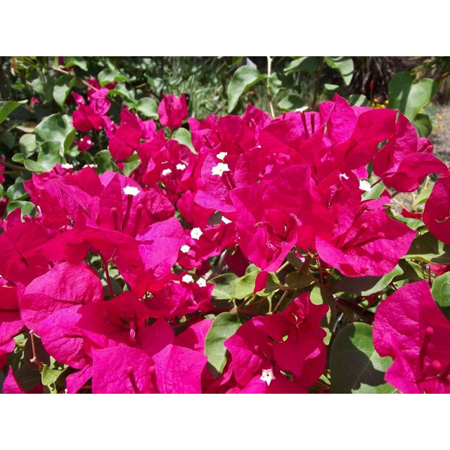 Bougainvillea Plant Starter Plant Rooted Pink - 'Barbara Karst ...