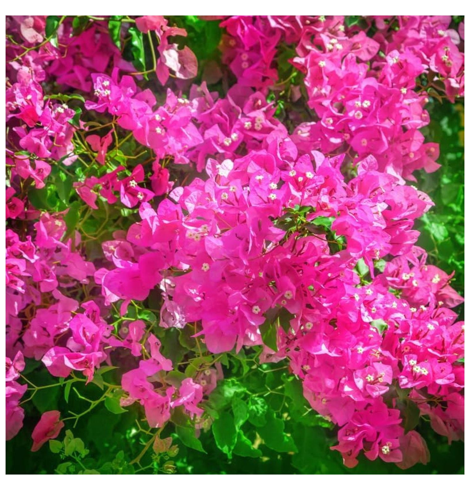Bougainvillea Plants, 2 Bougainvillea Plants Live, Bougainvillea Vine Plants, Bougainvillea ...