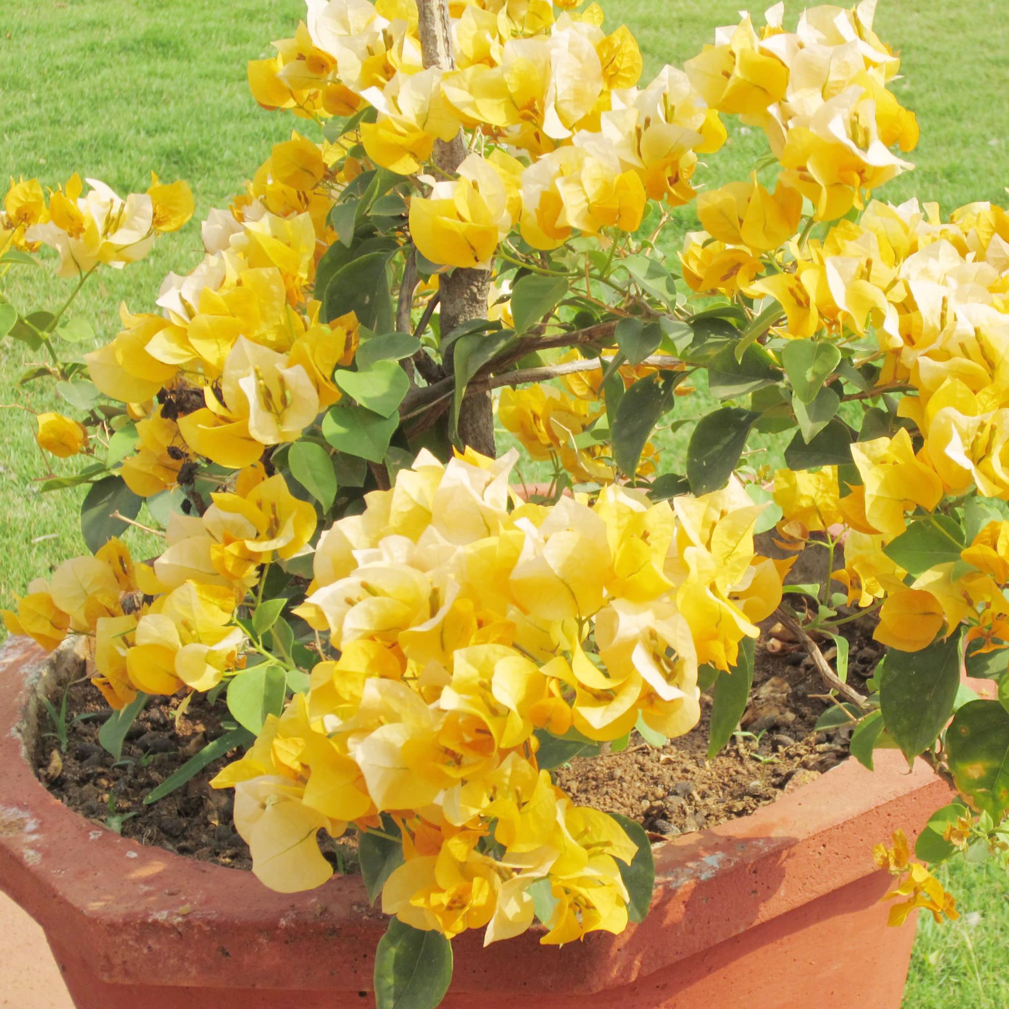 Bougainvillea Seeds Fast SCH4 Growing Woody Flowering Vine or Shrub ...