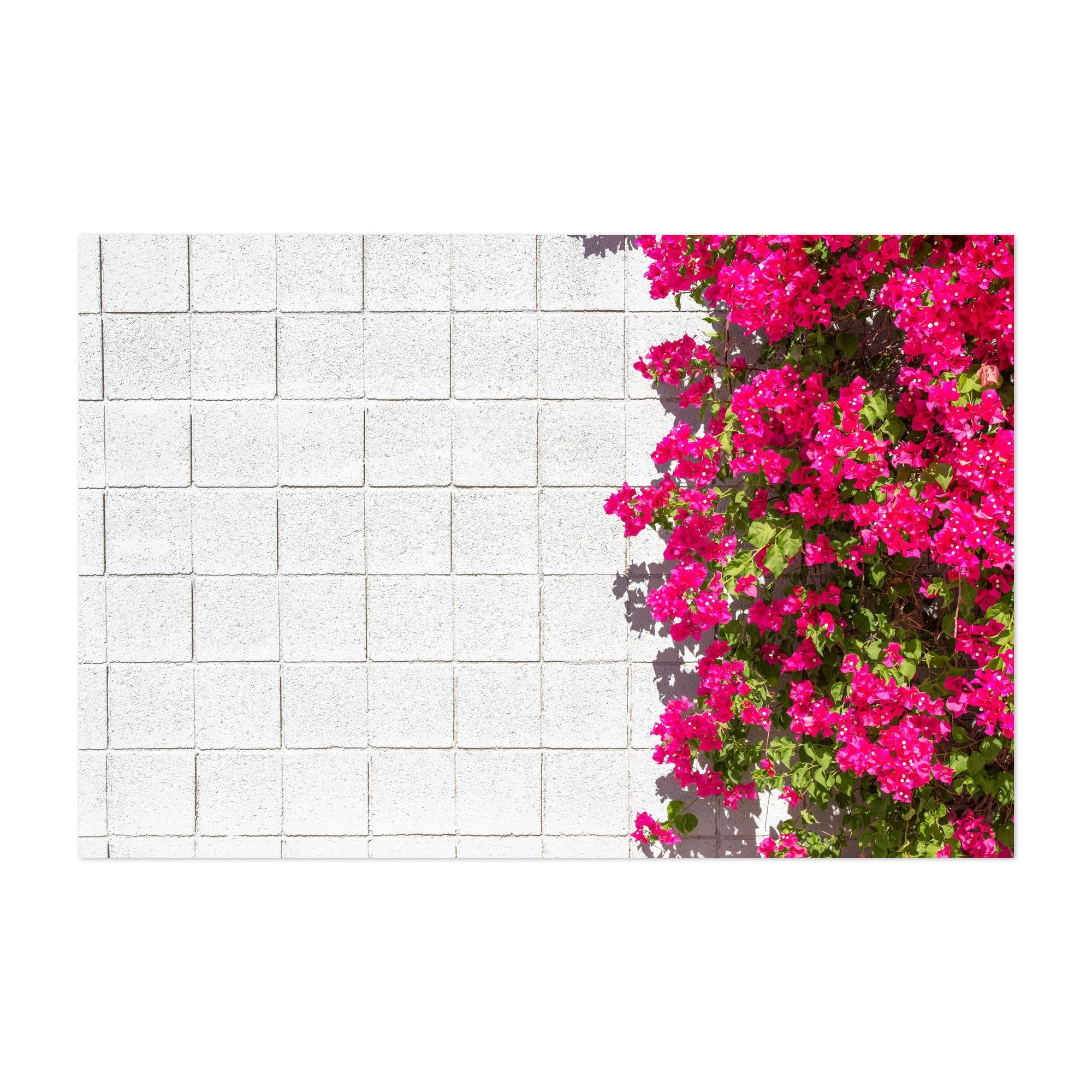 Bougainvillea and White Brick Wall in Palm Springs - Palm Springs ...