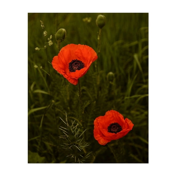 Boulder Poppies - Boulder Colorado Photography Flowers Floral Botanical ...