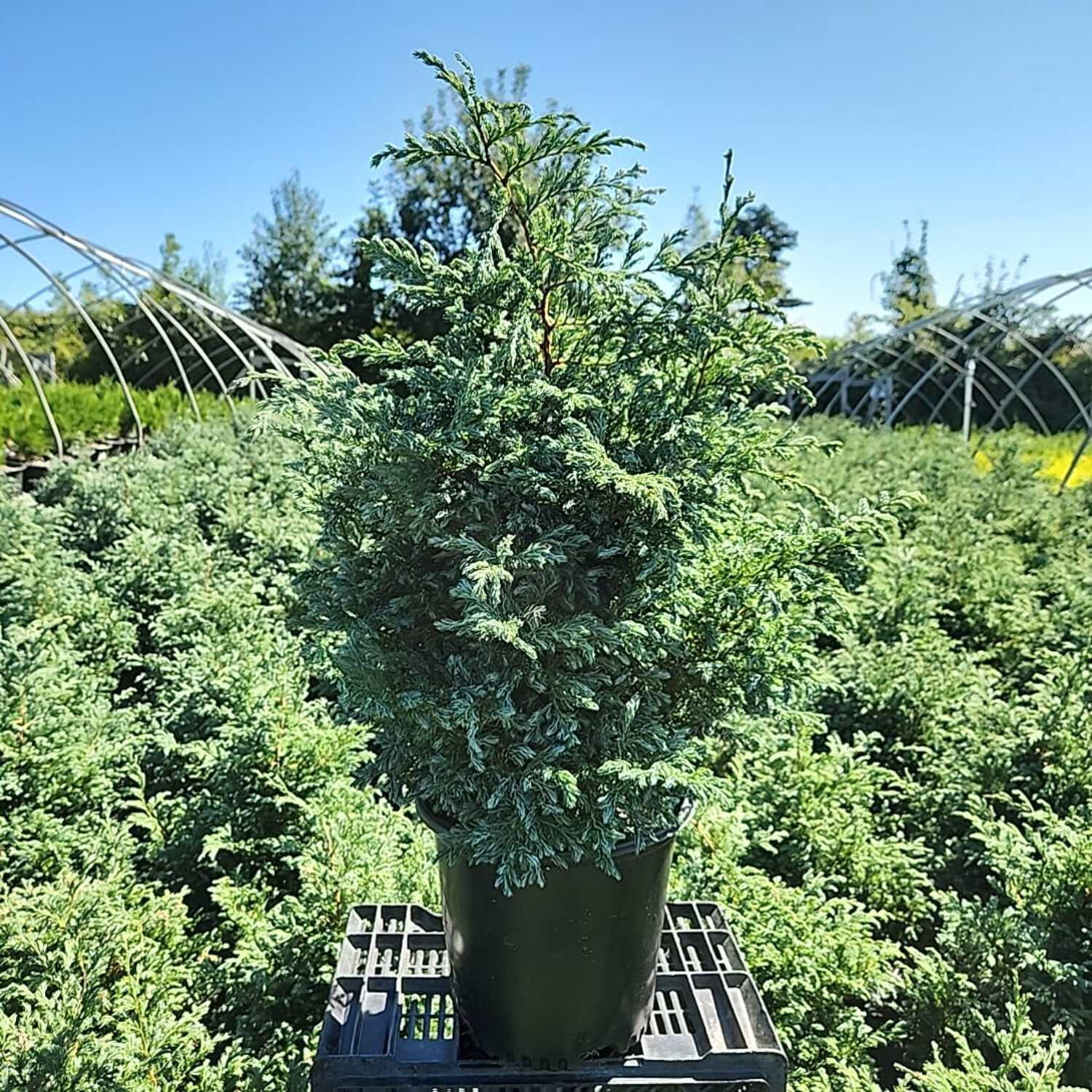Boulevard Cypress, Semi-Dwarf Evergreen Tree, Silvery Blue-Green ...