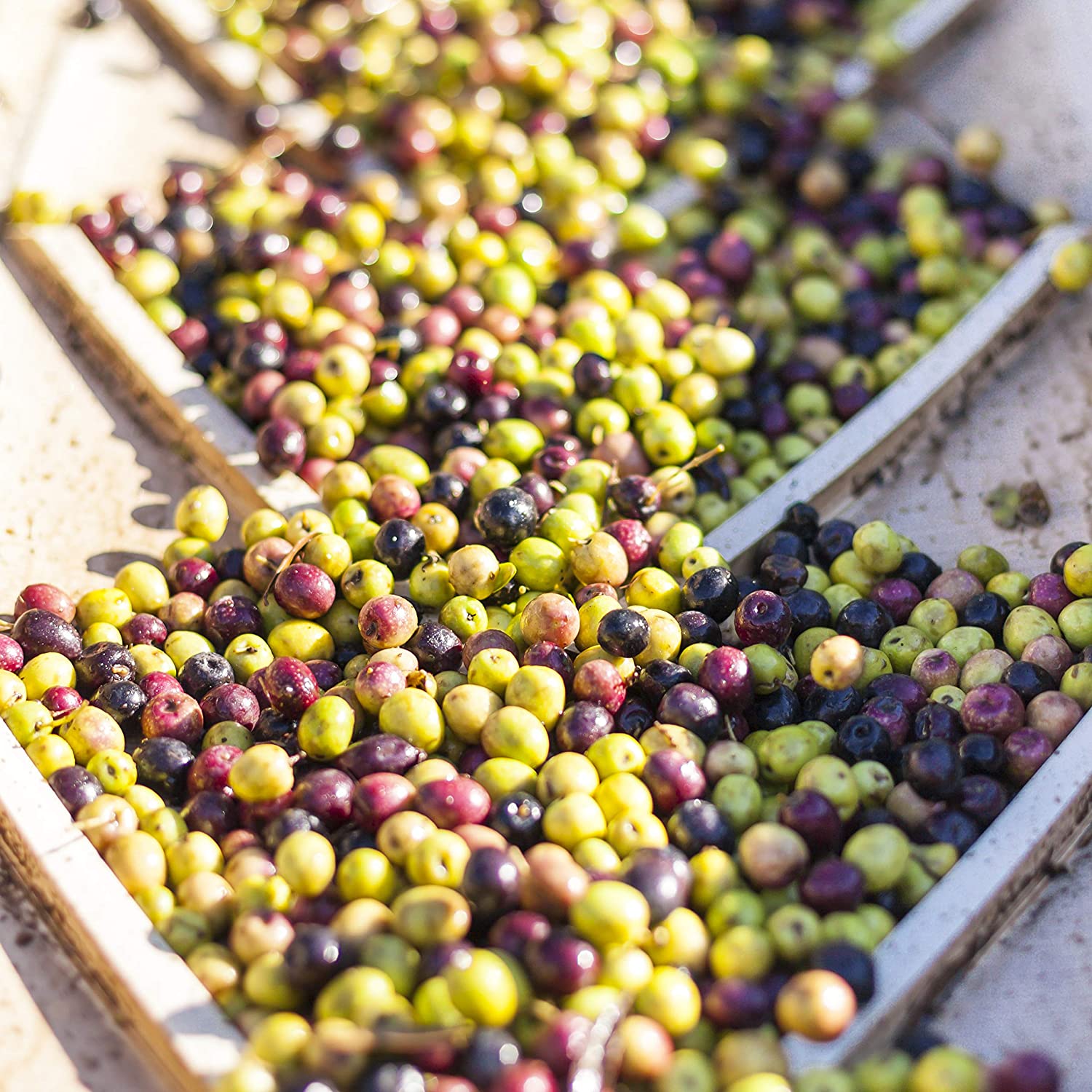 Bountiful Basil Flavor-Crushed Olive Oil (2-Bottle Bundle) - 100% ...