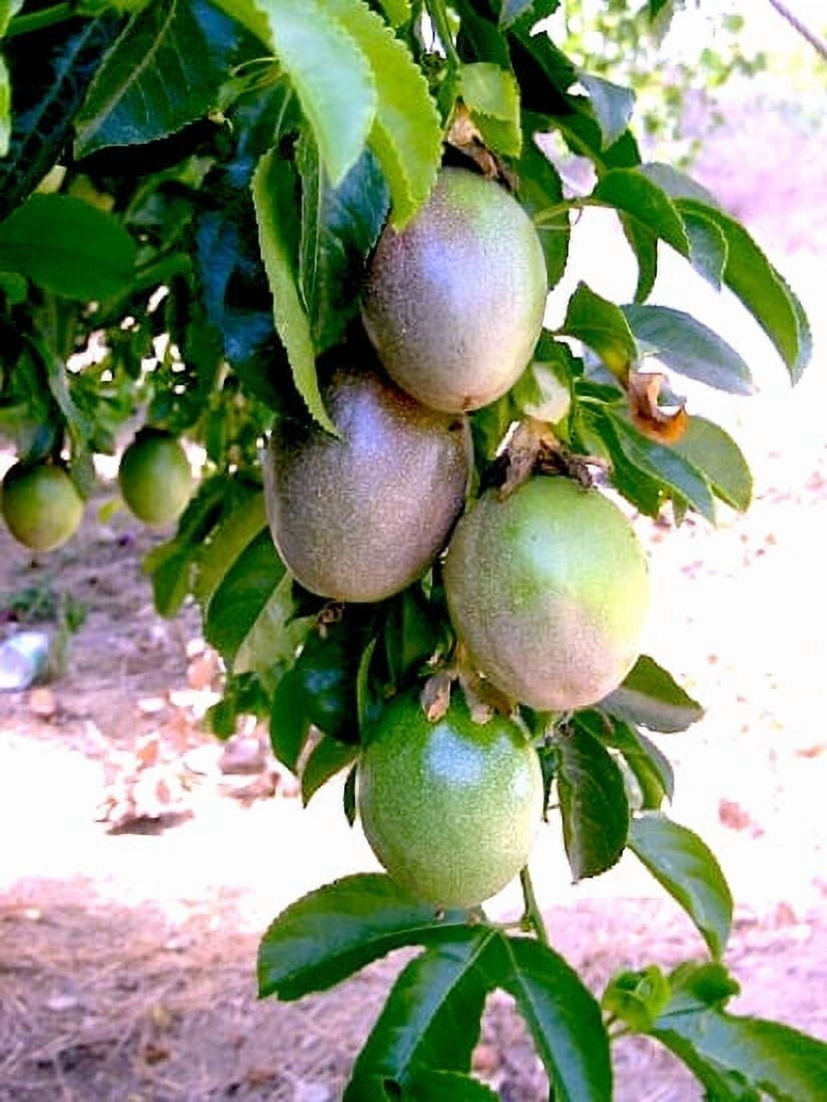 Bountiful Garden Nursery Purple Passion Fruit Vine 2-1/2" Purple ...