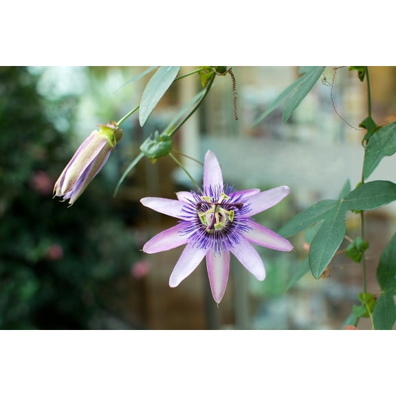 Passion Flower Plants Sale