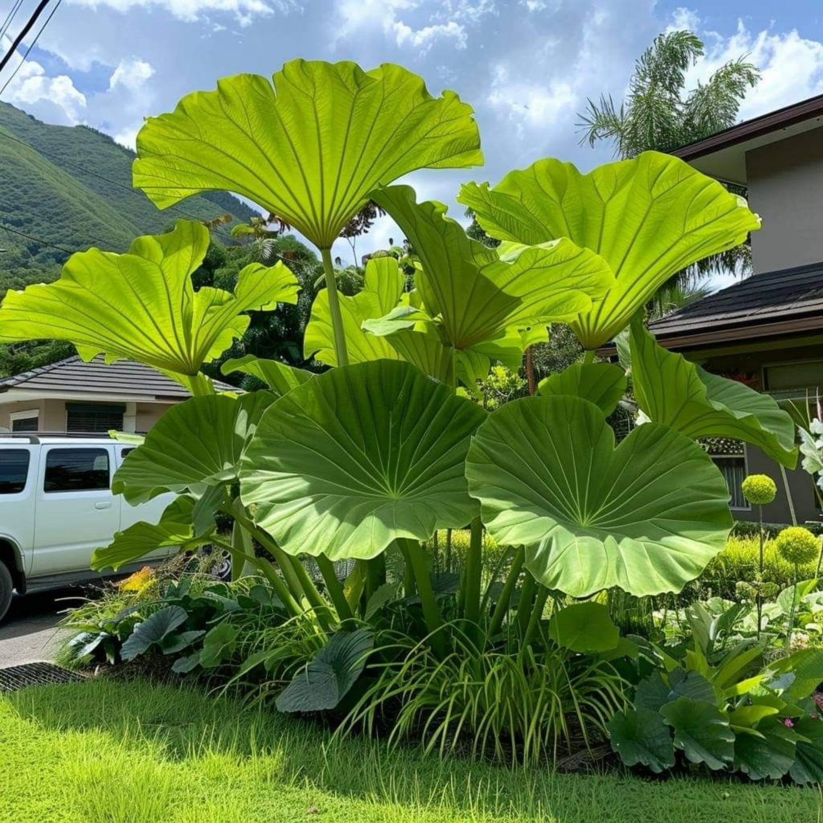 Boutique-Elephant ear-Bulbs For Planting - Premium Garden Stakes Perfect for Borders - Garden ...