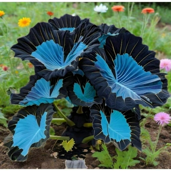 Boutique-Elephant ear-Bulbs For Planting - Premium Garden Stakes ...