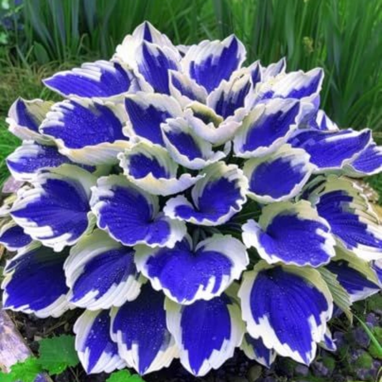 Boutique-Hosta-Bulbs For Planting - Premium Garden Stakes Perfect for ...