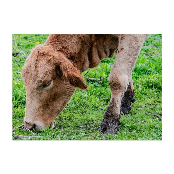 A Bovine Grazing on a Spring Afternoon in PA - Pennsylvania Photography ...