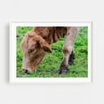 A Bovine Grazing on a Spring Afternoon in PA - Pennsylvania Photography ...