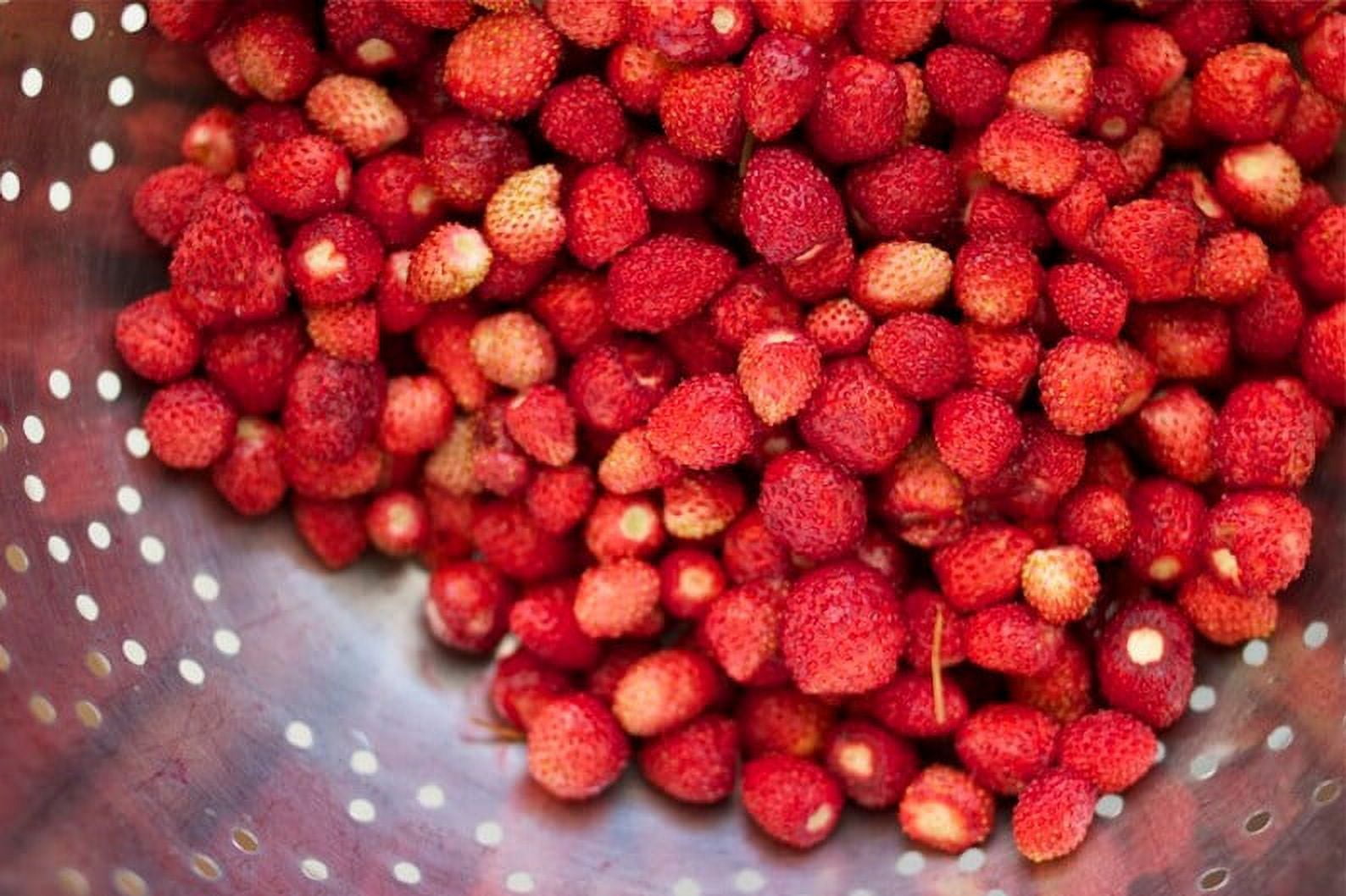 Bowlenzauber Red Alpine Strawberry Fraise des Bois Premium Seed Packet ...