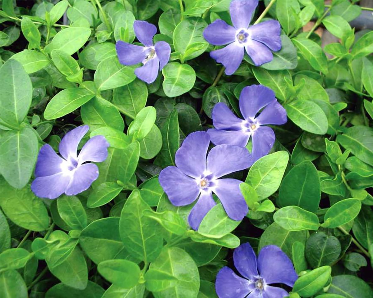 Bowles Myrtle - Periwinkle/Vinca - Hardy Groundcover - Gallon Pot ...