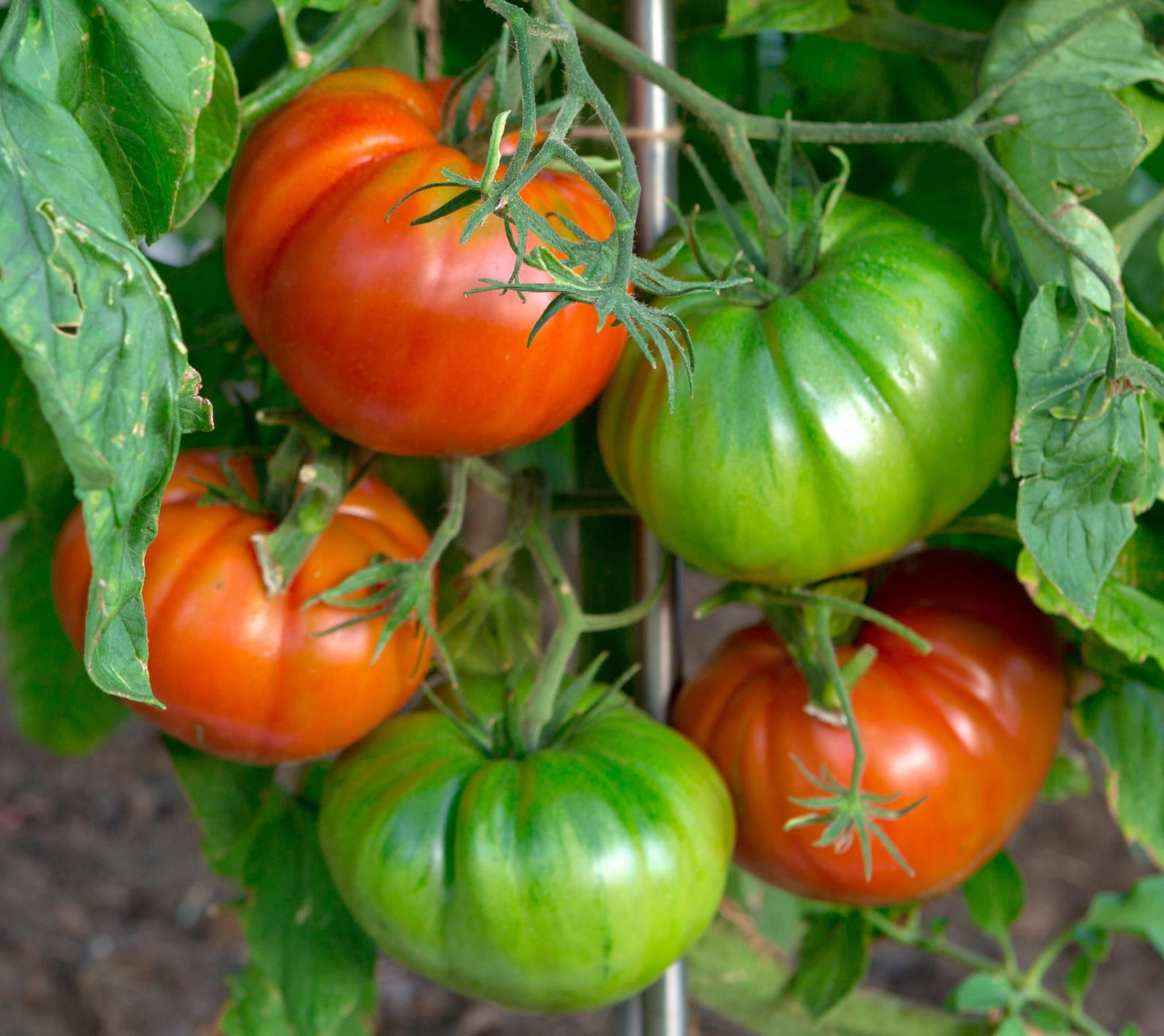 Box Car Willie Boxcar Heirloom Premium Seeds for Planting - Walmart.com