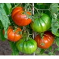 Box Car Willie Boxcar Heirloom Premium Seeds for Planting - Walmart.com