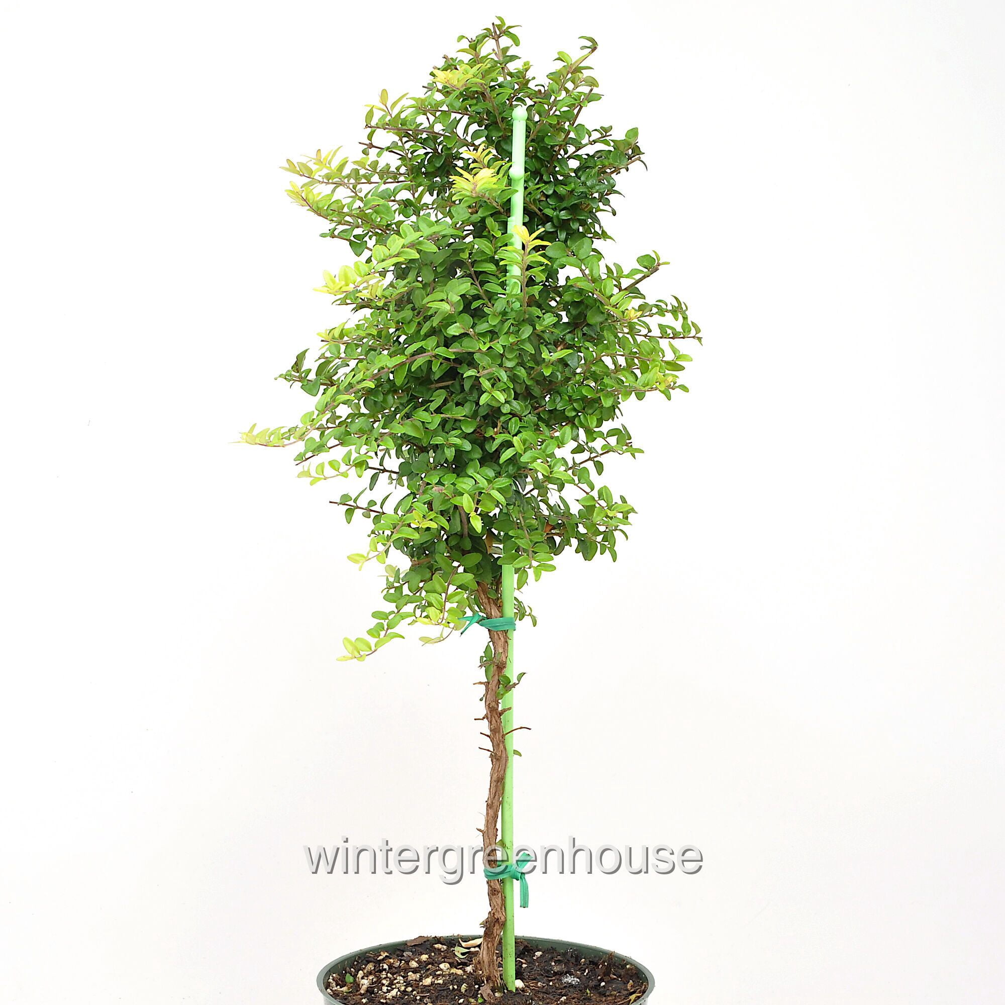 Lonicera nitida, Goldie, Box Honeysuckle, Tree Form - Pot Size: 4.5in ...
