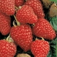Box Of 3 Meeker Red Raspberry, 1'-2' tall live potted plant . - Walmart.com