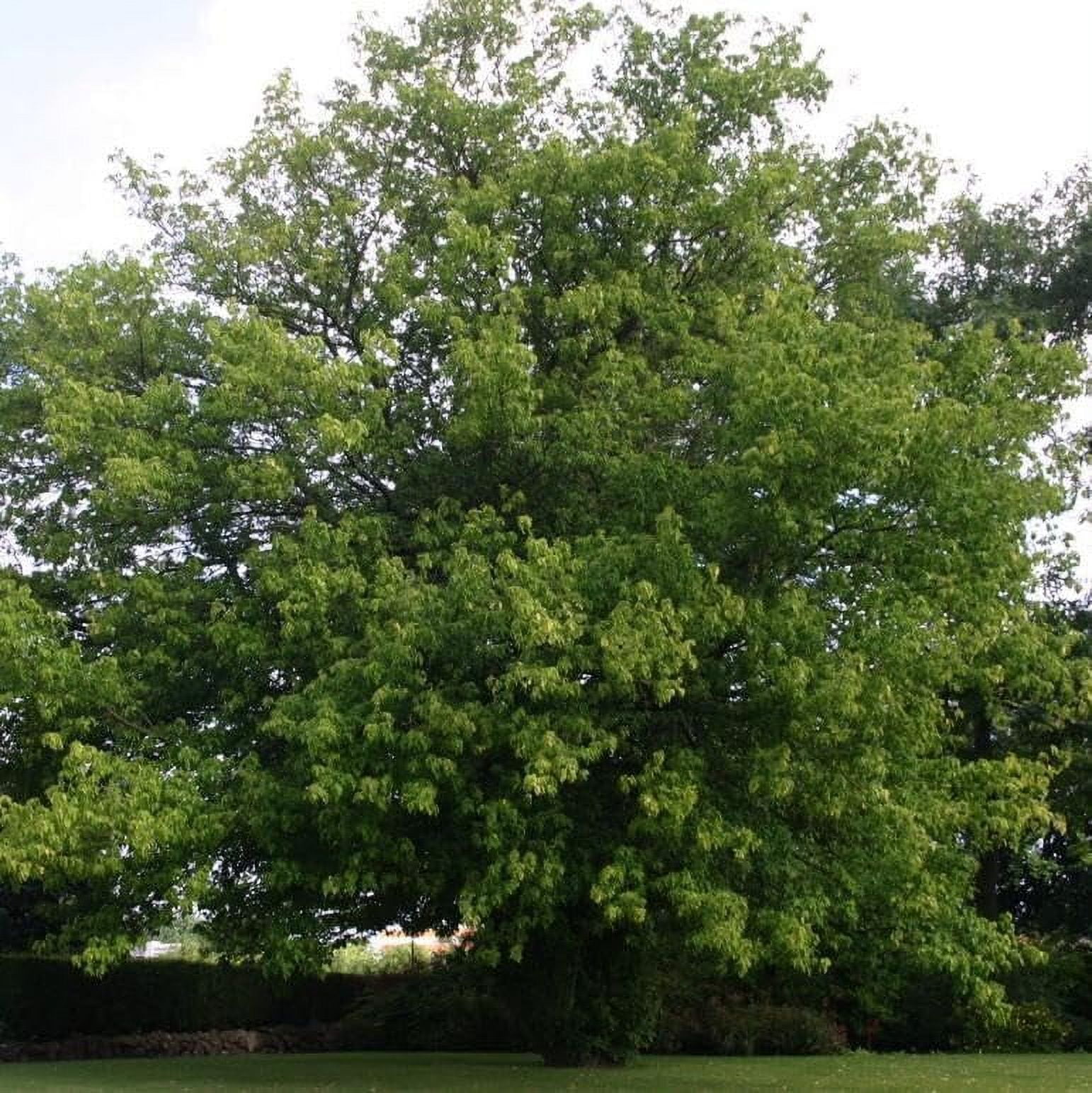 CZ Grain 1 Boxelder Maple Tree Plant Seed - Walmart.com