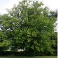 CZ Grain Boxelder Maple Tree Seedlings for Planting (3 Count) - Walmart.com
