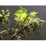 CZ Grain 30 Boxelder Maple Plant Seed Fast Growing - Walmart.com