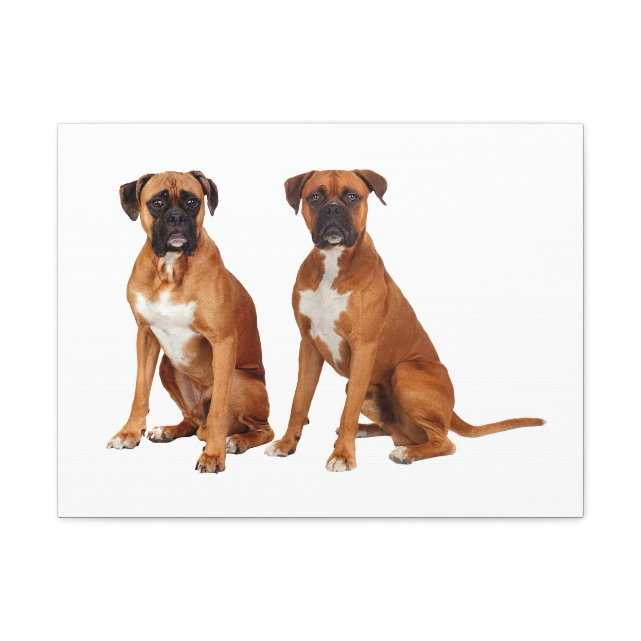Boxer Dog Couple Boxer Dog Troop Print Animal Wall Art Wildlife Canvas ...