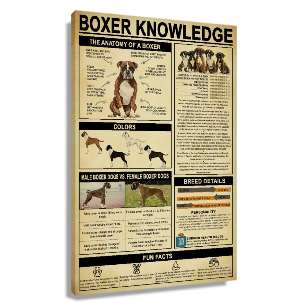 Boxer Dog Knowledge Poster Educational Wall Art Infographic Poster ...