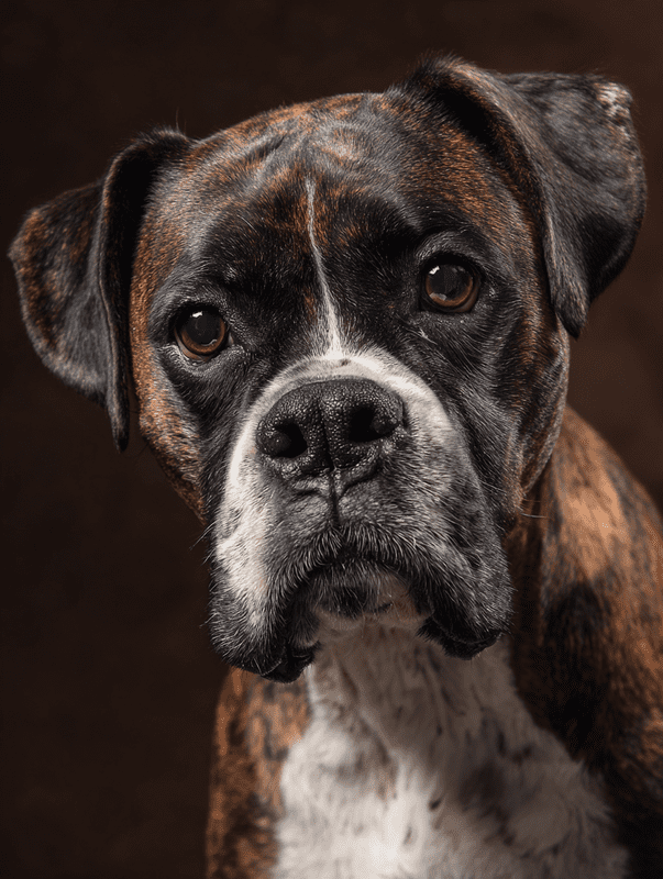 Boxer Dog Portrait Canvas Print Wall Art for Living Room Bedroom Office ...