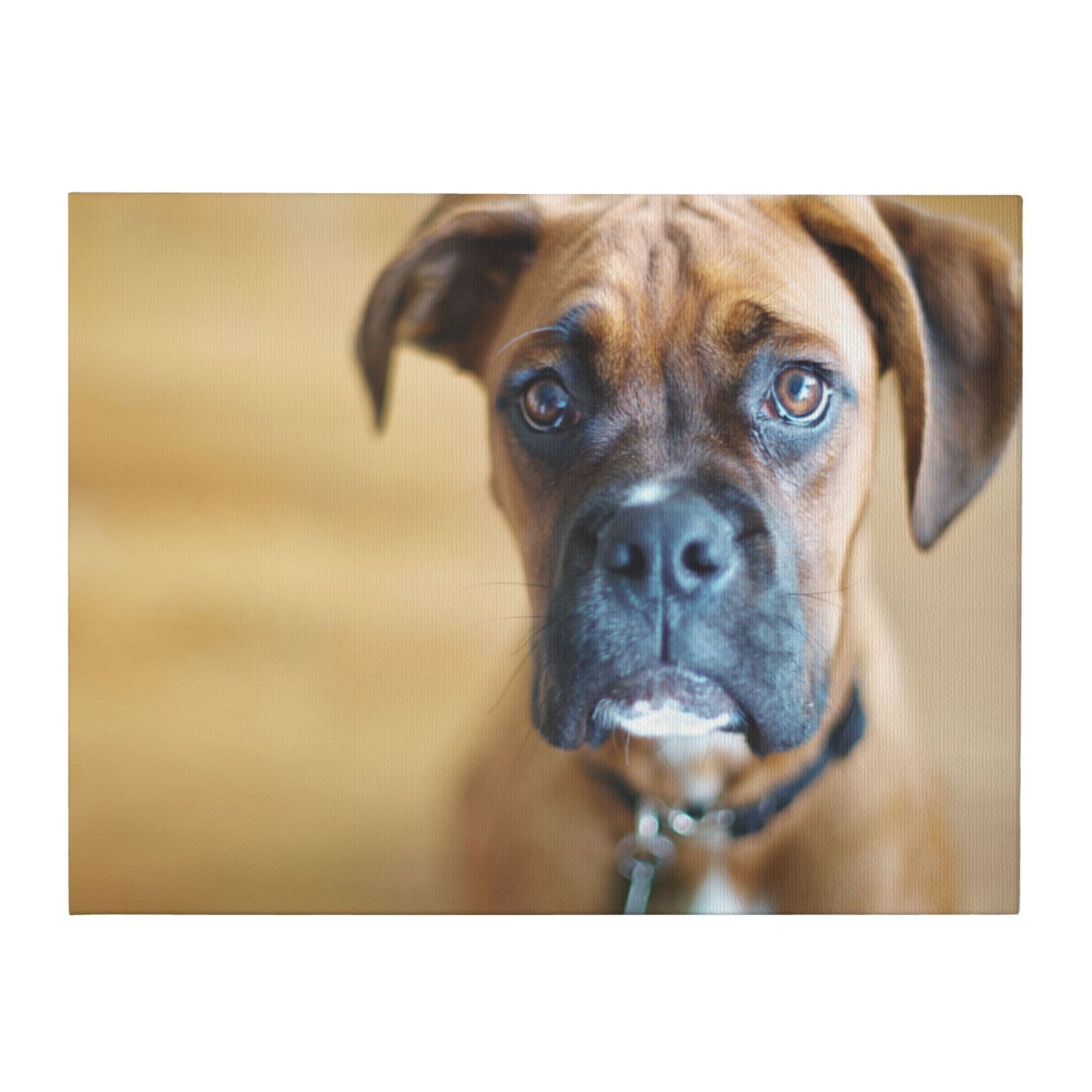 Boxer Dogs Puppy Pets Dogs Canvas Wall Art Prints Wall Art Wall Hanging ...