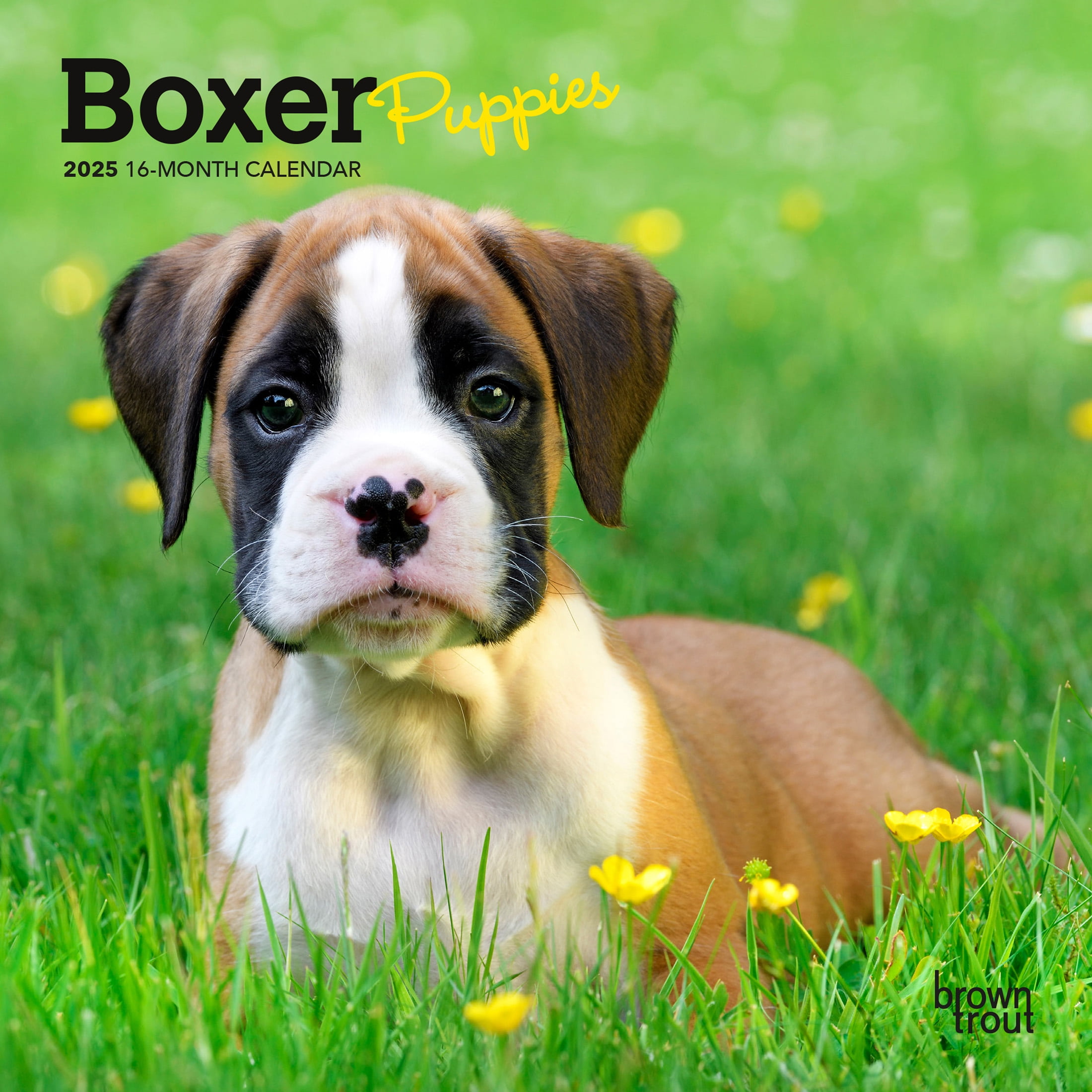 Boxer Puppies | 2025 7x14" (Hanging) Mini Wall Calendar | BrownTrout ...