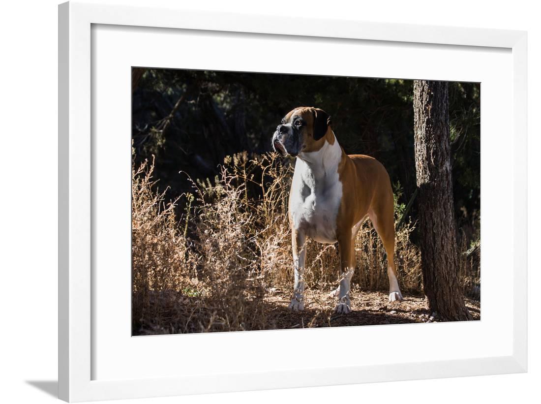 Boxer Standing in Tall Dried Grasses Framed Print Wall Art By Zandria ...