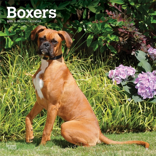 Boxers International Edition | 2025 12x24" (Hanging) Wall Calendar ...