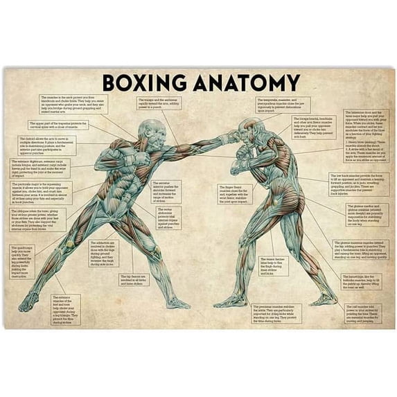 Boxing Anatomy Metal Tin Signs Vintage Signs Aluminum Sign for Bar Cafe ...
