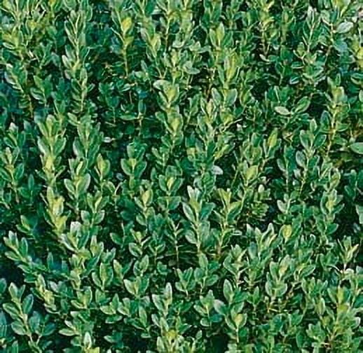 Expert Gardener Boxwood Green Mountain Live Plant in 1.5G, Deer Drought ...