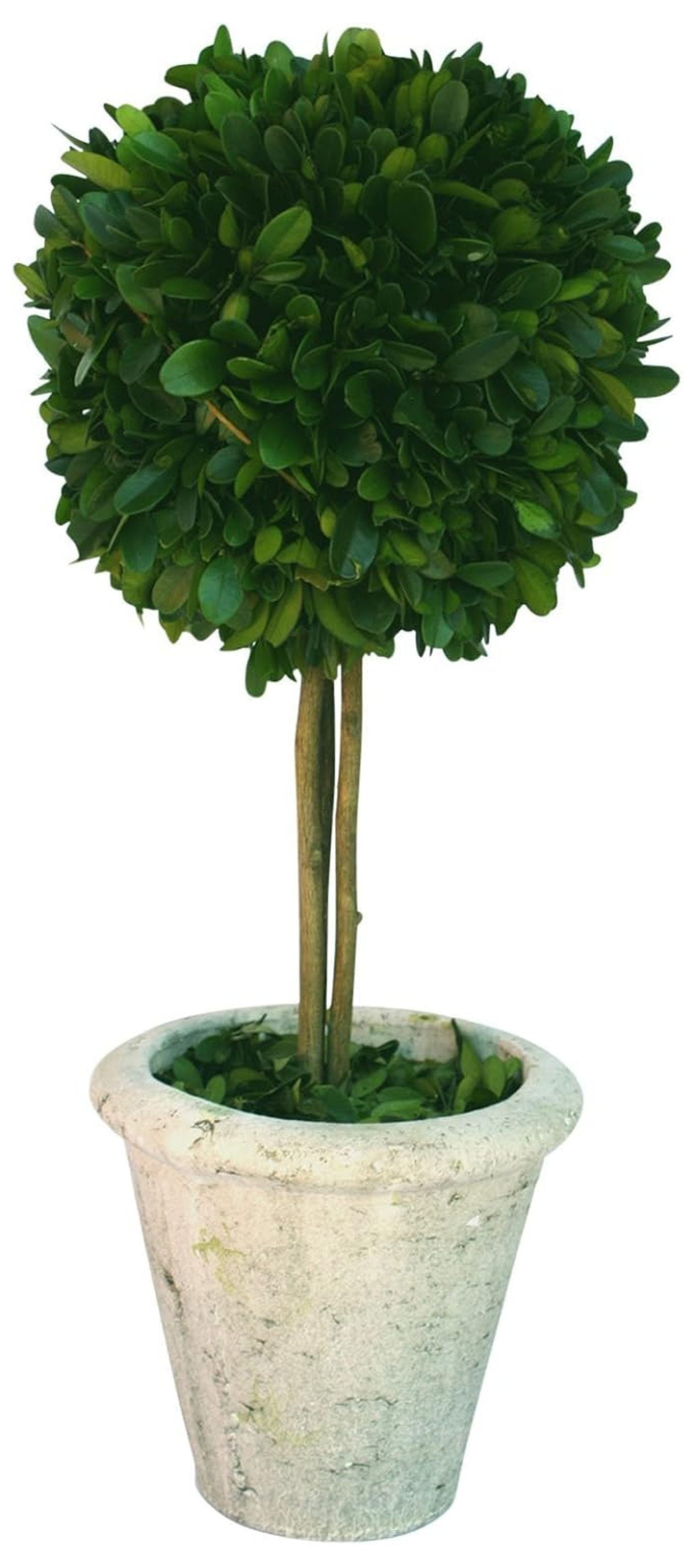 Boxwood Topiary, Large 16" Single Boxwood Plant, Preserved Real Boxwood ...