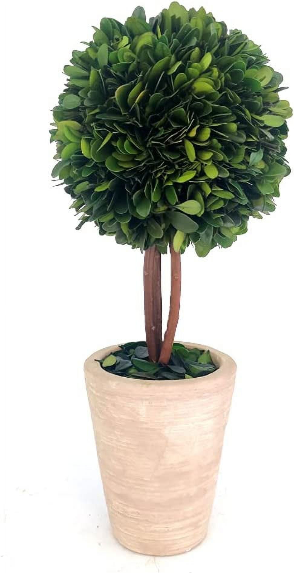 Boxwood Topiary Tree 12 Inches Preserved Real Boxwood for Backyard ...
