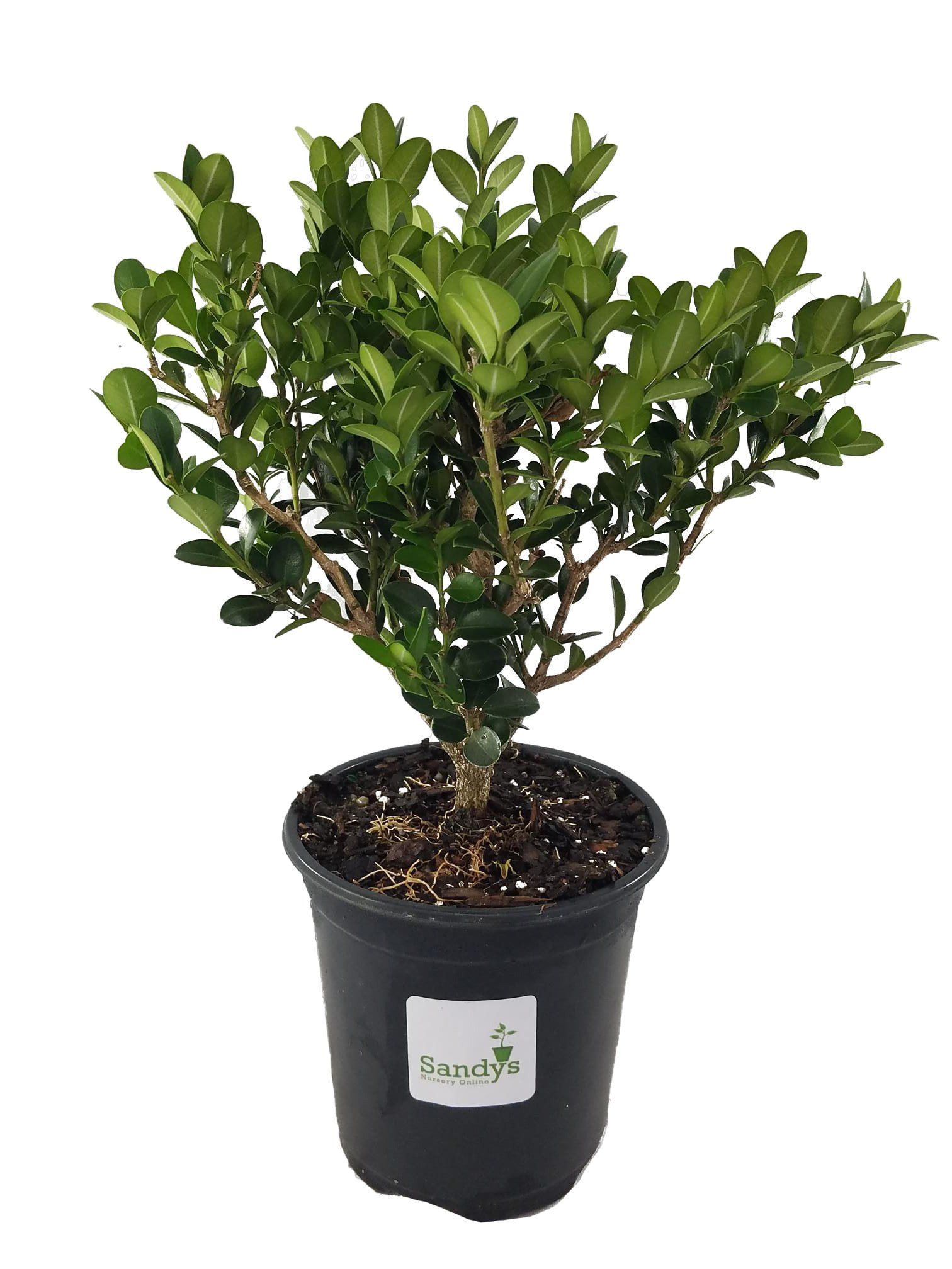 Boxwood Wintergreen Buxus Microphylla, Shrub, Quart Pot, Lot of 2 ...