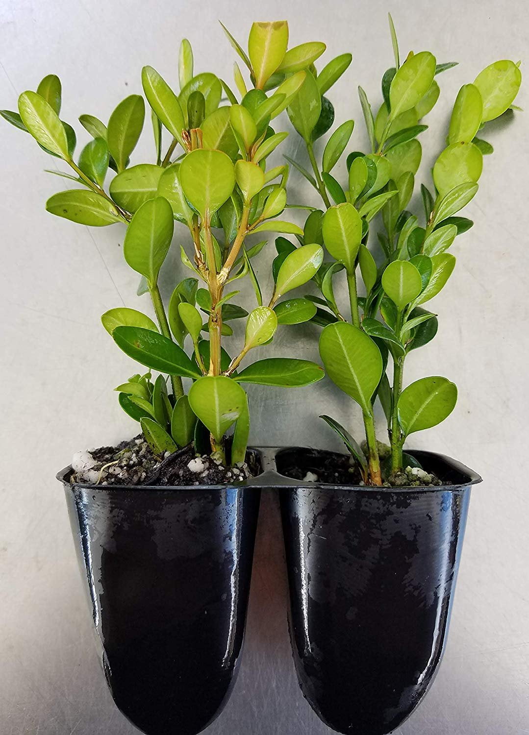 Boxwood Wintergreen Buxus Microphylla Starter Plant, Lot of 6 - Walmart.com