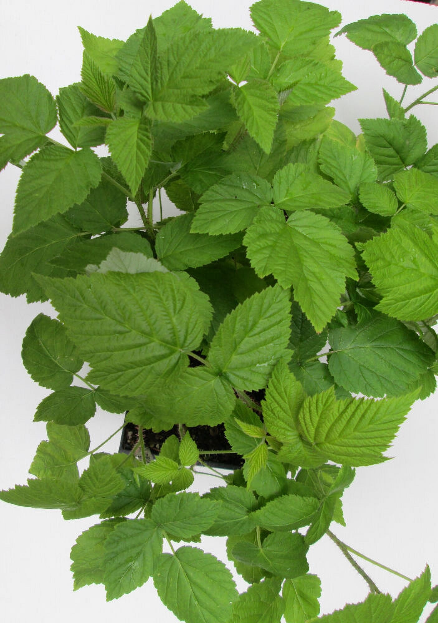 Boyne Early Season Red Raspberry - Potted Plants - Walmart.com Boyne Early Season Red Raspberry - Potted Plants - Walmart.com