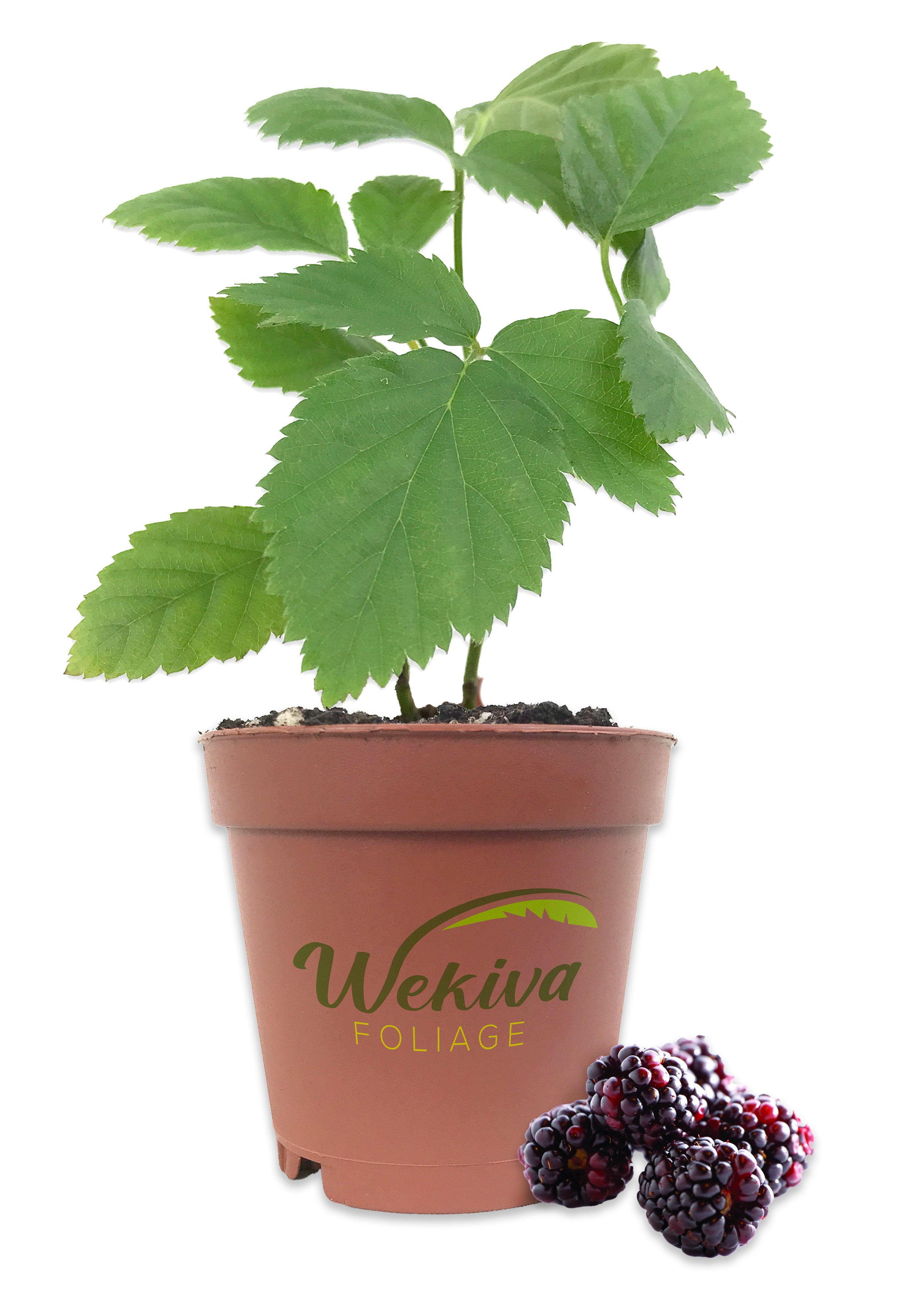Boysenberry - 20 Live Starter Plants - Rubis Ursinus x Rubus Idaeus ...