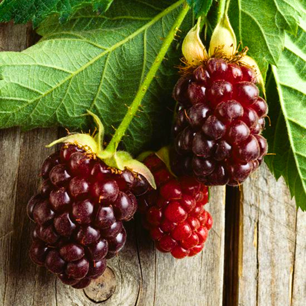 Boysenberry Plants Live, Sweet Boysenberry Trees Live Plants, 5 to 8 ...